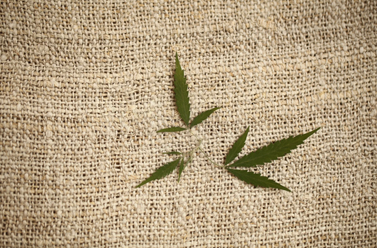 Hemp Fabric Guide | Durable, Absorbent & Shop by the Yard – Yardblox ...